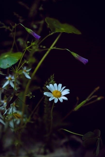 Explore Daisy Shapes in Nature Badge Requirements | PDF Guide